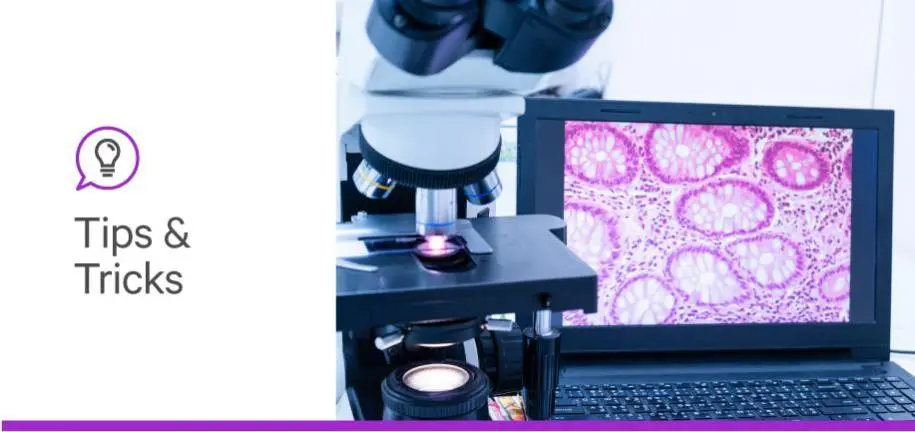 Getting To The Specifics: Blocking For Immunohistochemistry | Vector Labs