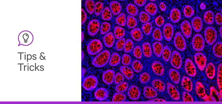 How To Protect Your Tissue From Photobleaching | Vector Labs