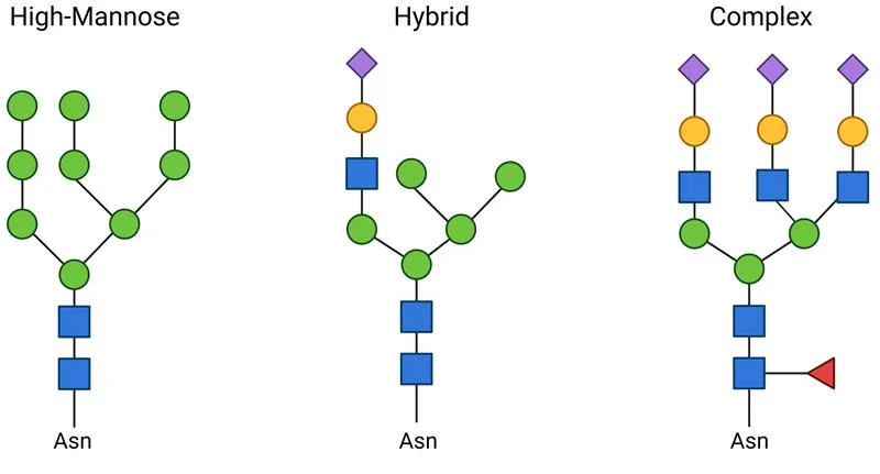 An Introduction To The Universe Of Glycans | Vector Labs