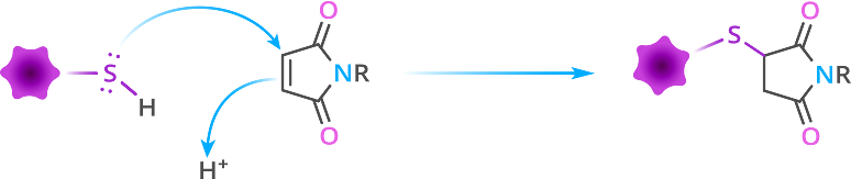 Maleimide Reaction Chemistry | Vector Labs
