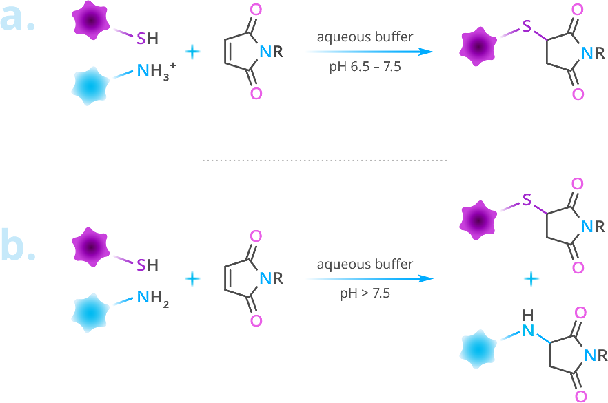 Maleimide Reaction Chemistry | Vector Labs