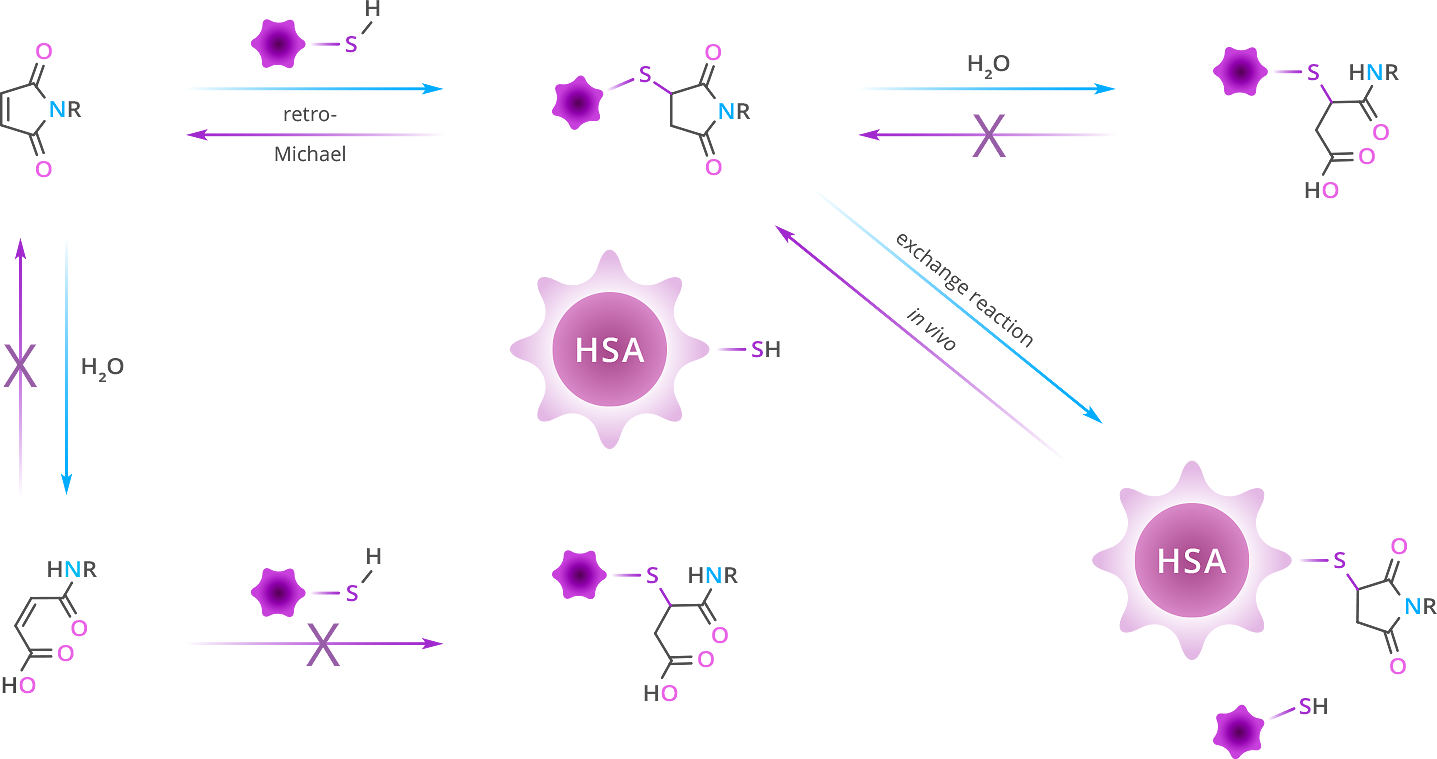 Maleimide Reaction Chemistry | Vector Labs