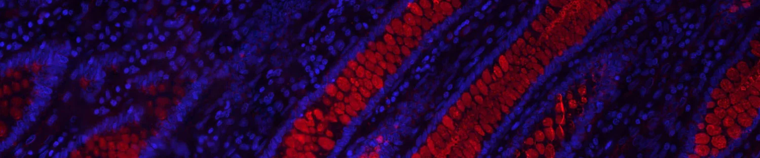 Dyes Selection | Vector Labs