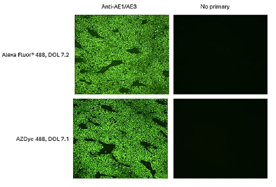 Tech Note - Performance Comparability Between AZDye And Alexa Fluor® Dyes For Fluorescent Based ...