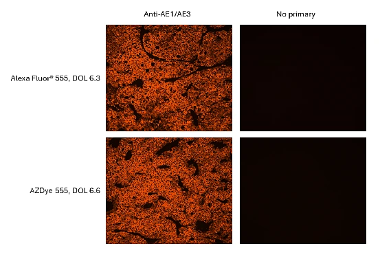 Tech Note - Performance Comparability Between AZDye And Alexa Fluor® Dyes For Fluorescent Based ...
