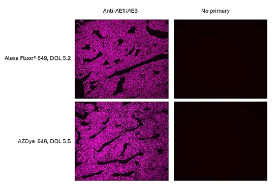 Tech Note - Performance Comparability Between AZDye And Alexa Fluor® Dyes For Fluorescent Based ...