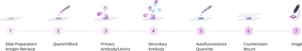 Fluorescent Dyes | Vector Labs
