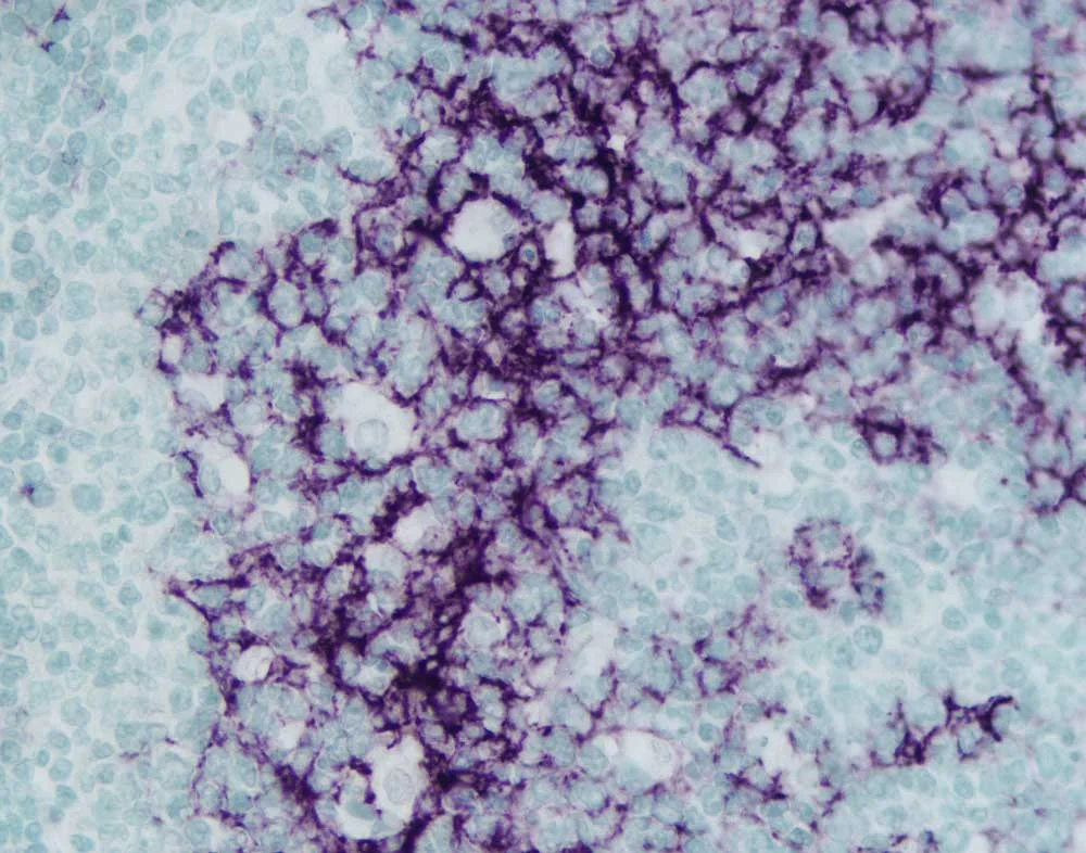 ABC Kits | Vector Labs