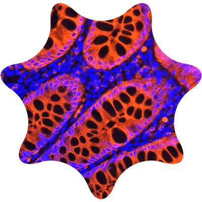 Dyes Selection | Vector Labs