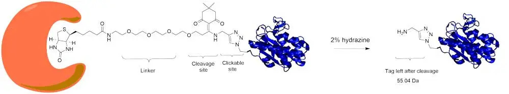 Click-&-Go® Dde Protein Enrichment Kit | Vector Labs
