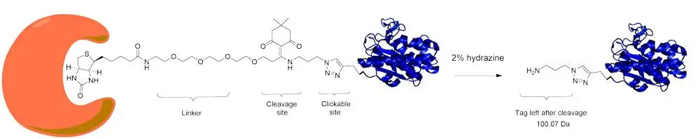 Click-&-Go® Dde Protein Enrichment Kit | Vector Labs