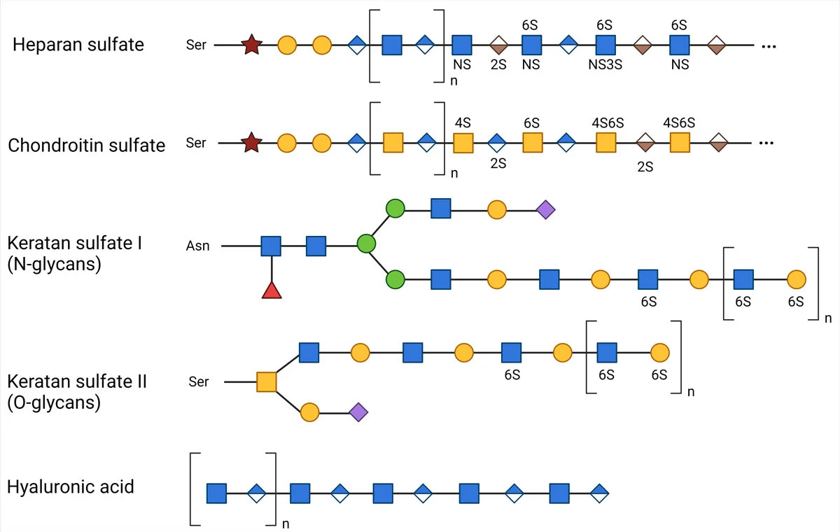 Everything We Know About Lectin Structure, Classification, And Function | Vector Labs