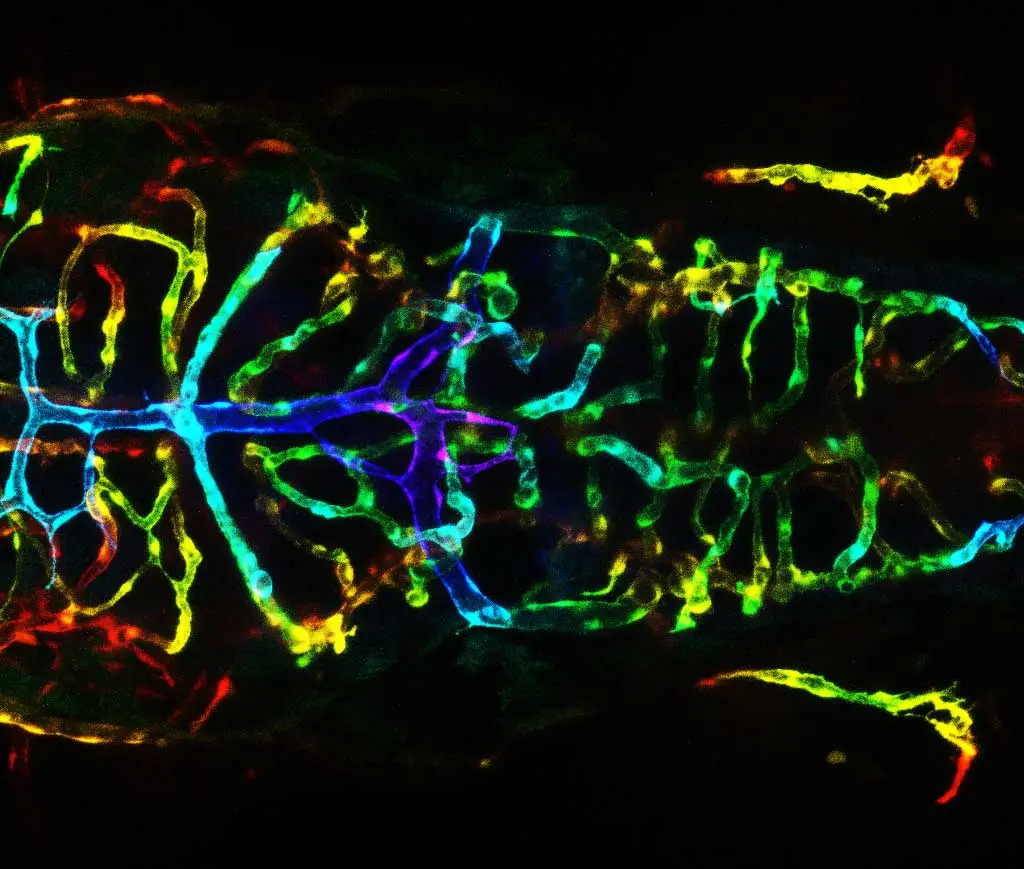 Scientist Spotlight - Nathan Martin | Vector Labs