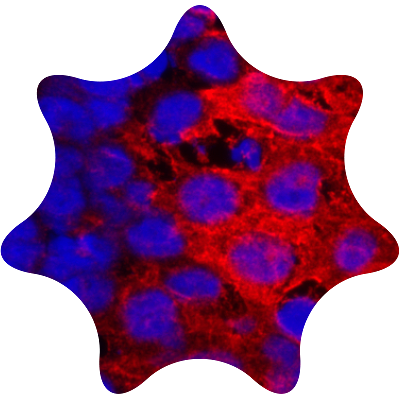 Dyes Selection | Vector Labs