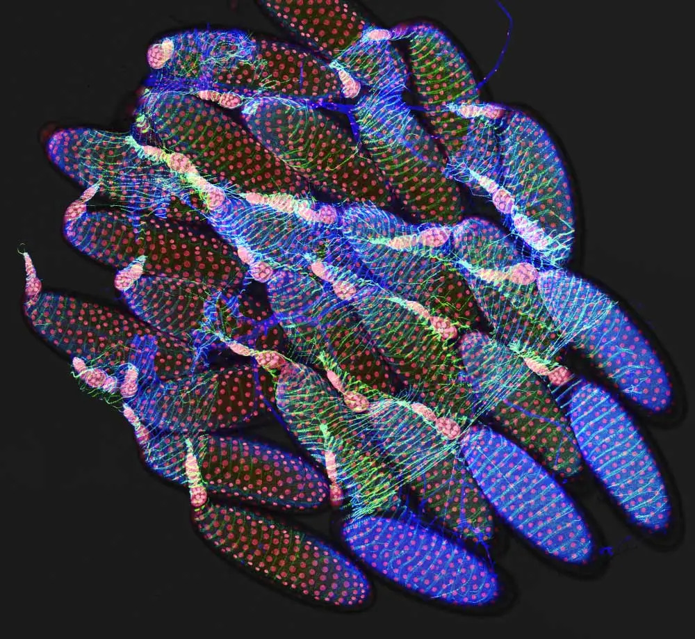 Kevin Edwards, Illinois State University | Vector Labs