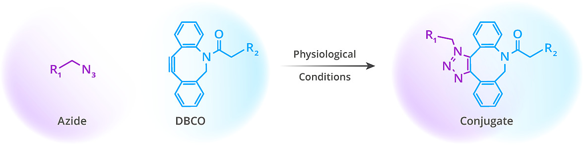 Copper-Free Click Chemistry (SPAAC) | Vector Labs