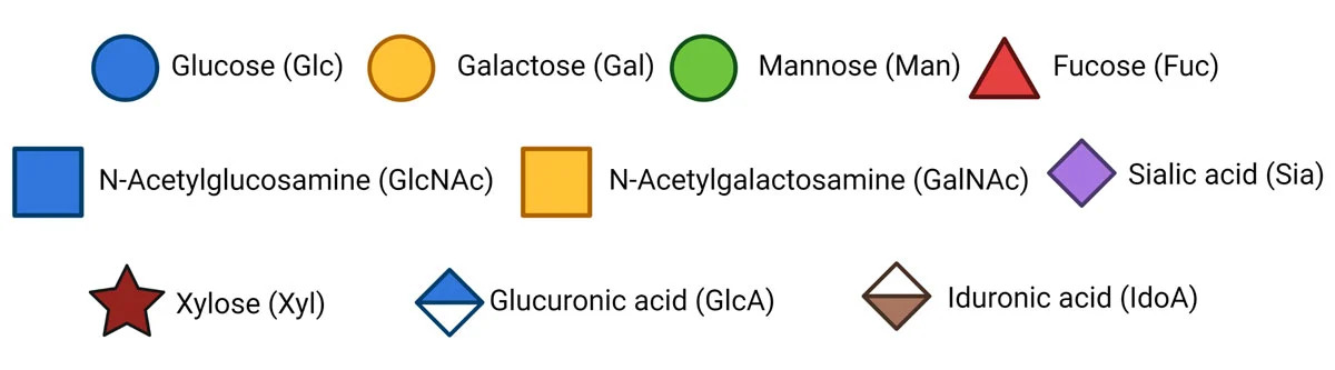 Everything We Know About Lectin Structure, Classification, And Function | Vector Labs
