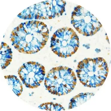 Vectamount Express | Vector Labs