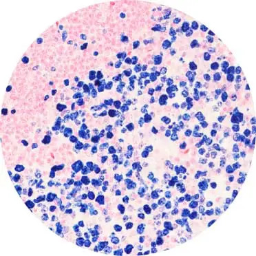 Vectamount Express | Vector Labs