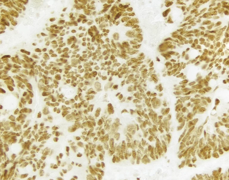 ABC Kits | Vector Labs