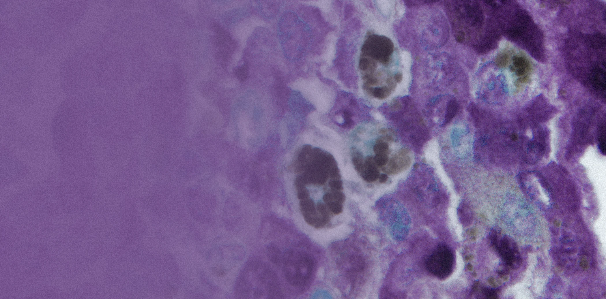 ABC Kits | Vector Labs