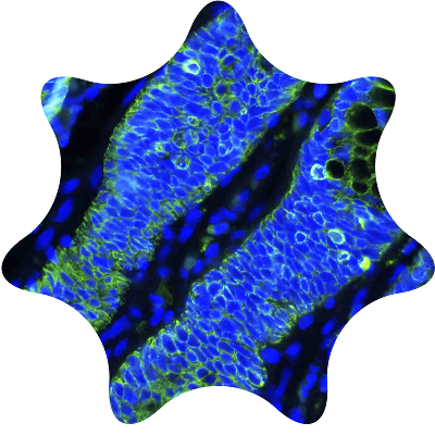 Dyes Selection | Vector Labs