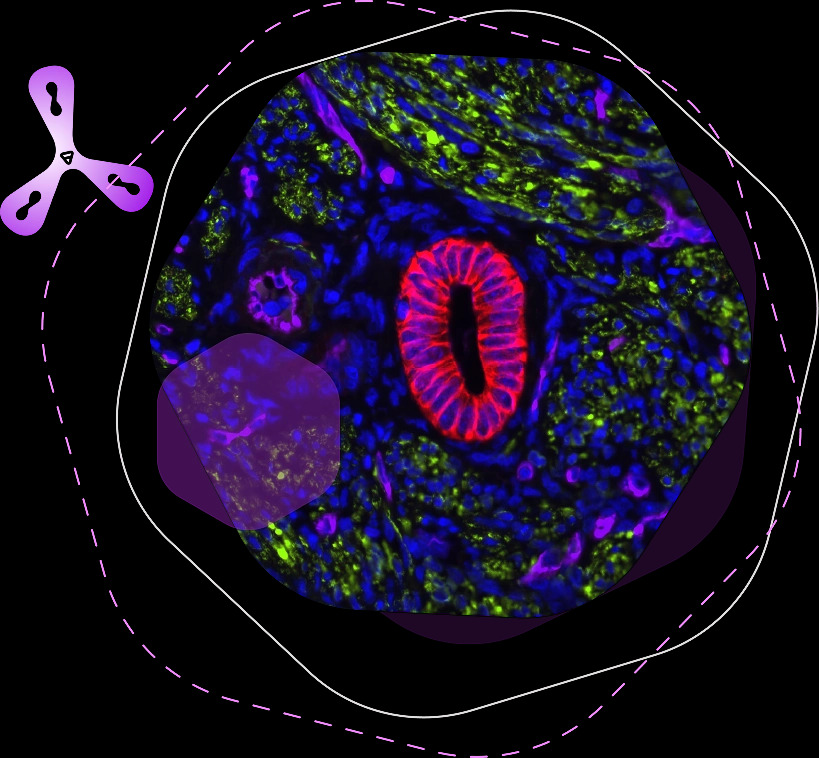 Immunofluorescence Template | Vector Labs