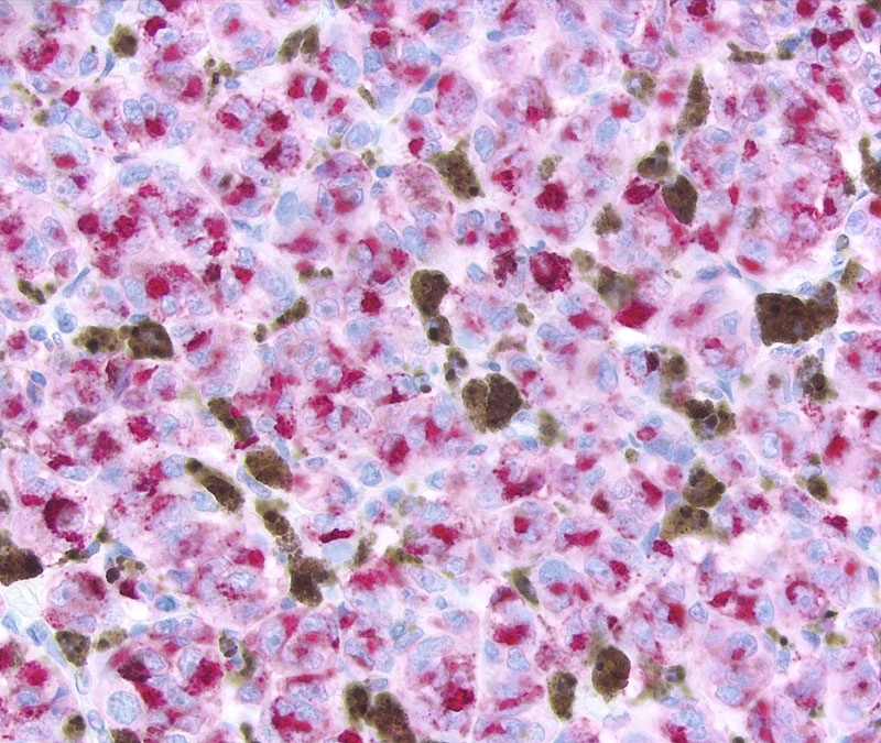Immunohistochemistry (IHC) | Vector Labs