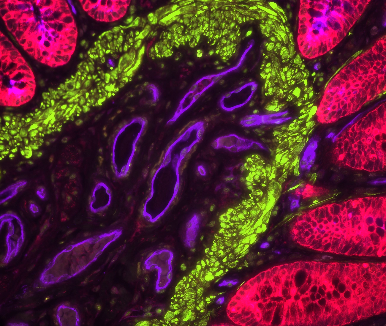 Mounting Media | Vector Labs