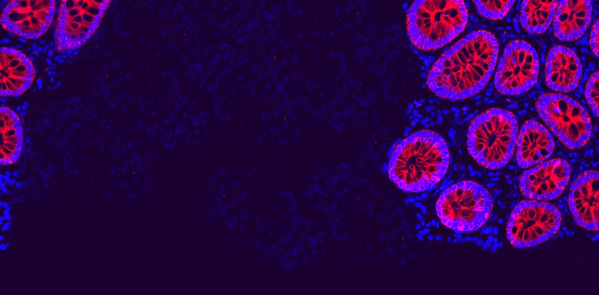 Mounting Media | Vector Labs