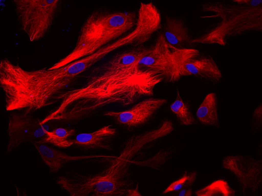 Mounting Media | Vector Labs