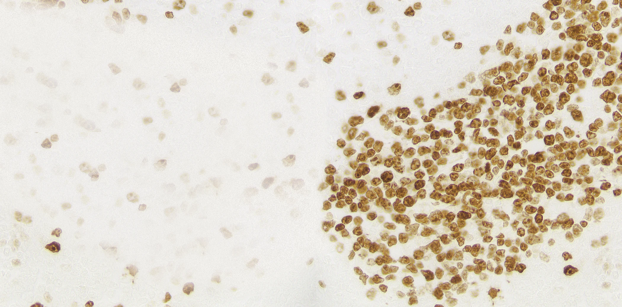ImmPRESS® Polymer Reagents For IHC | Vector Labs