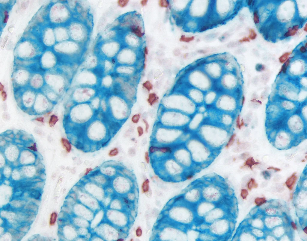 Immunohistochemistry (IHC) | Vector Labs