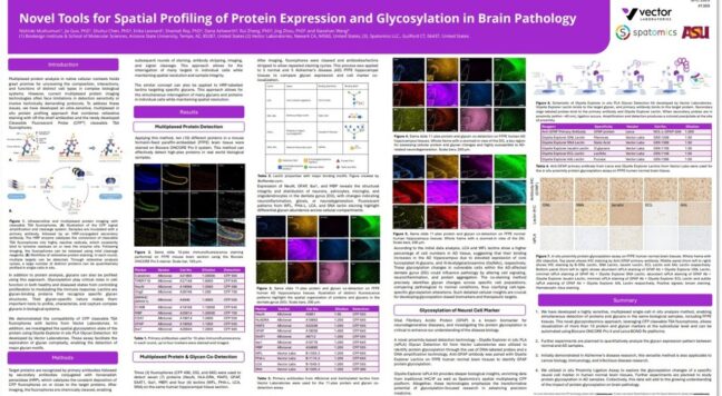 POSTER | Novel Tools For Spatial Profiling Expression And Glycosylation ...